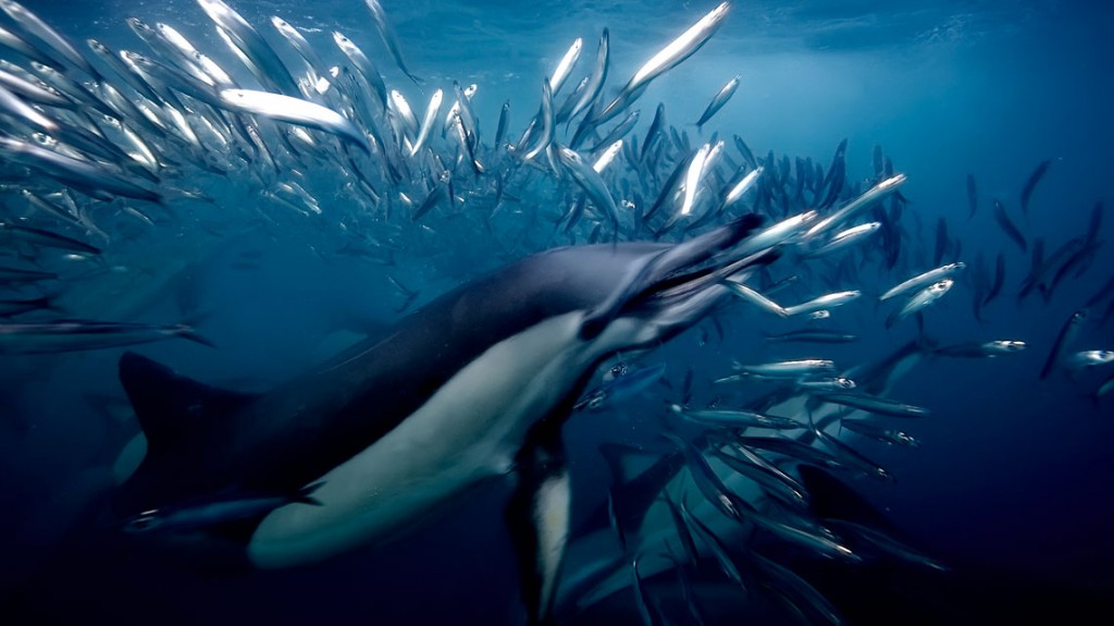 Dolphin's Dinner - Canadian Coastal Research Society